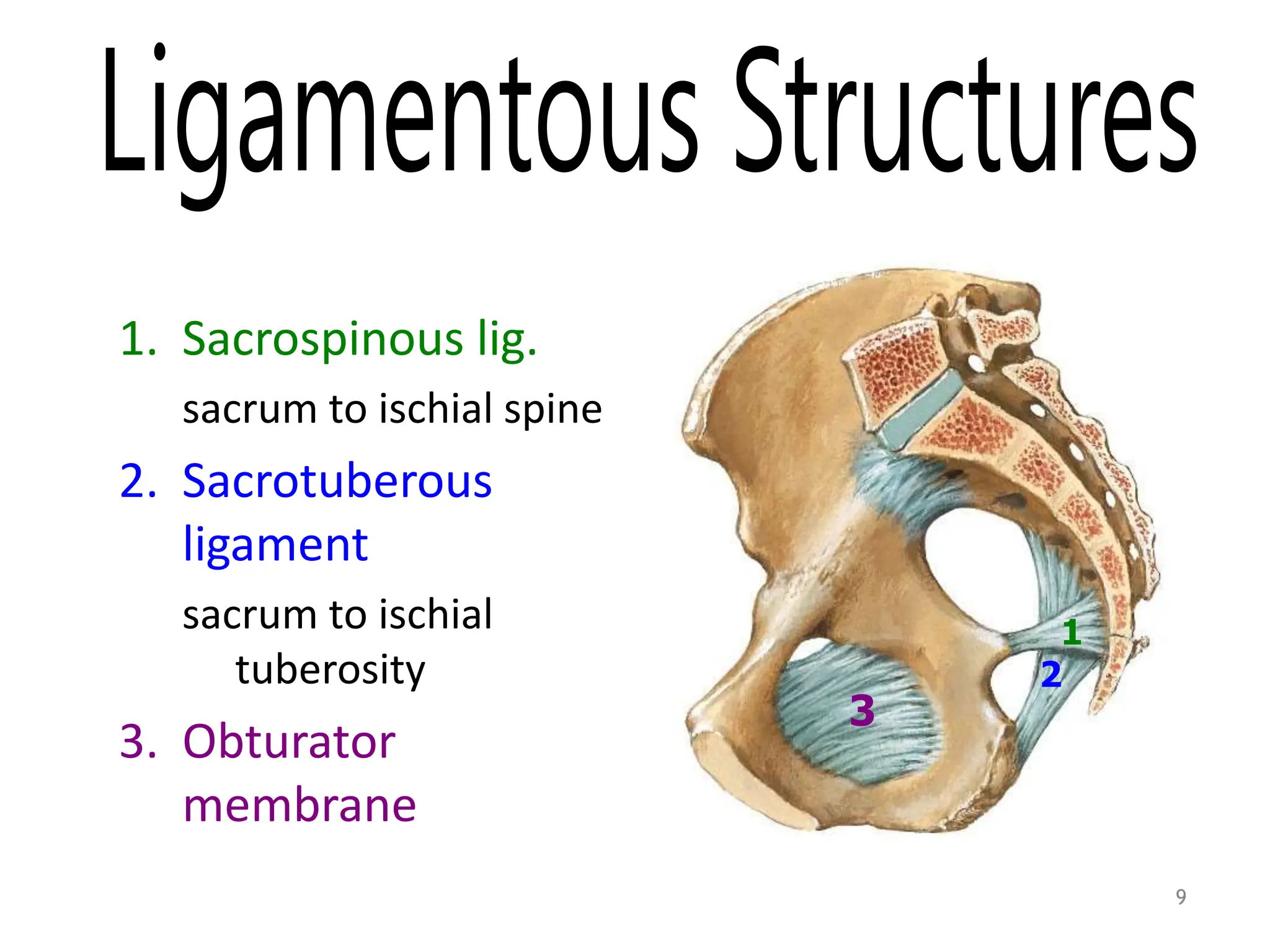 2 Abdomen and Pelvis.pptx111111111111111111111111 | PPTX