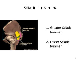 2 Abdomen and Pelvis.pptx111111111111111111111111 | PPT