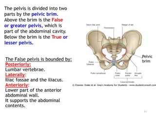 2 Abdomen and Pelvis.pptx111111111111111111111111 | PPT
