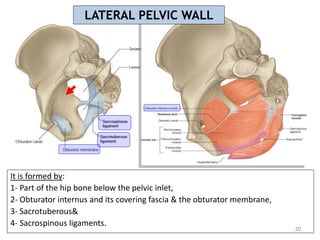 2 Abdomen and Pelvis.pptx111111111111111111111111 | PPT
