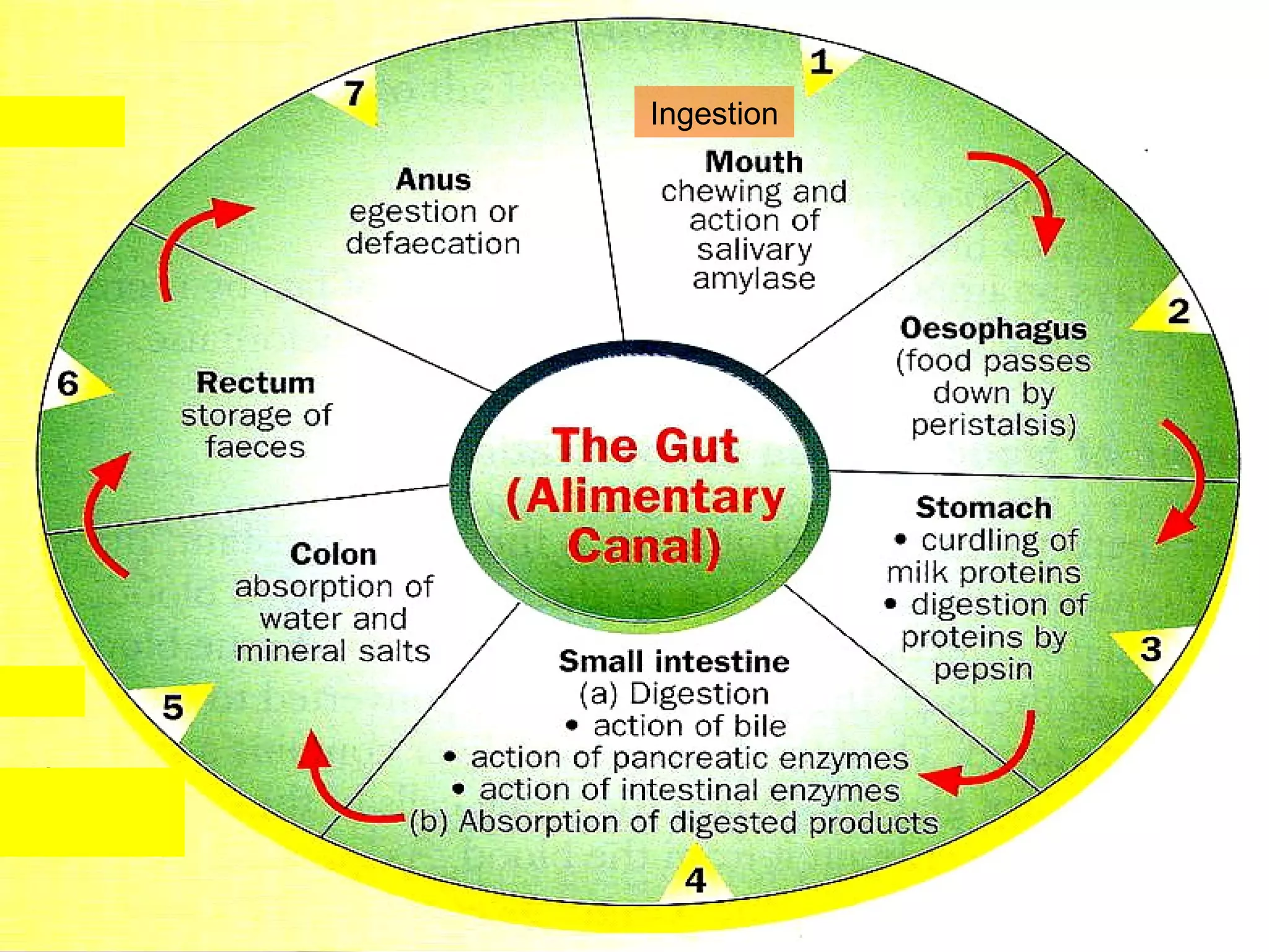 Chapter 6 Nutrition in Humans Lesson 2 - Absorption and Assimiliation | PPT