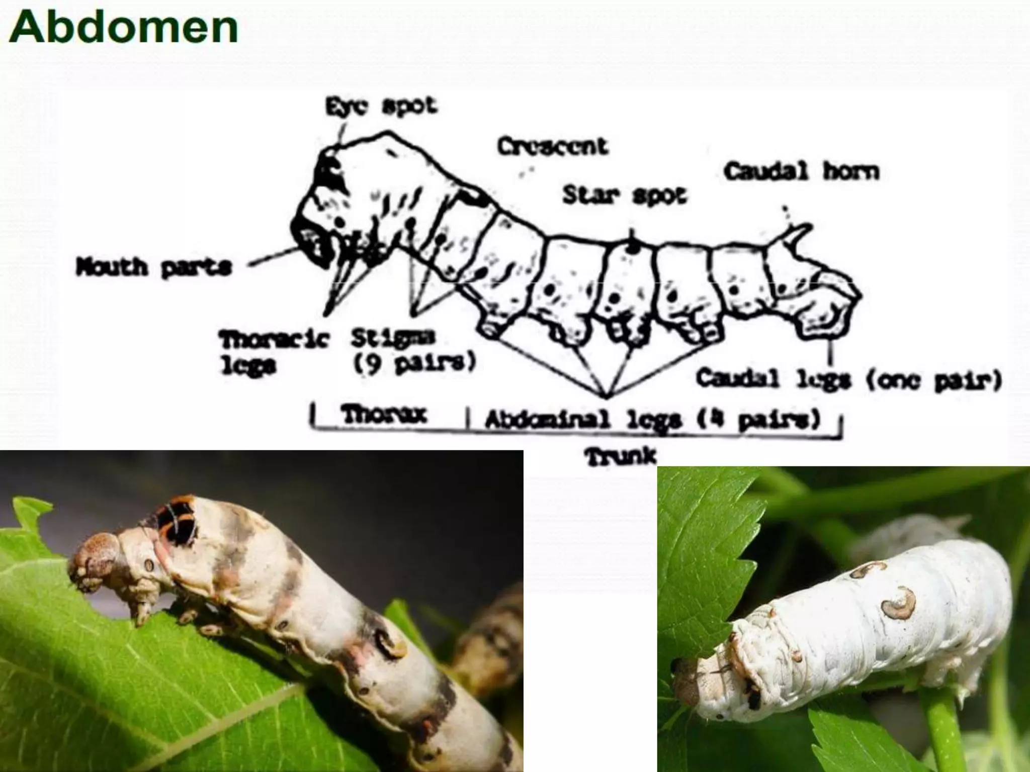 2 (a) chapter morphology and life cycle of silkworms species and their host plants | PPTX