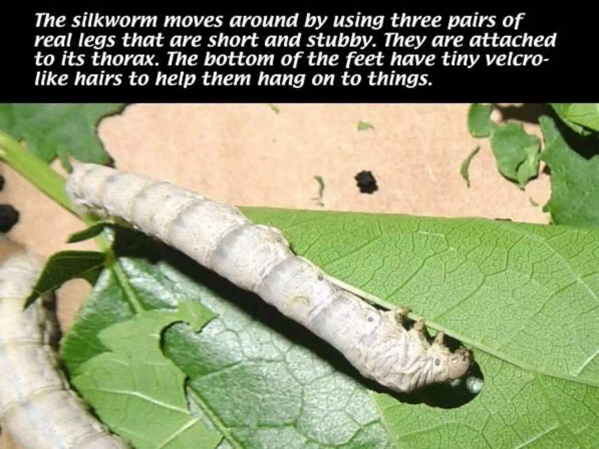 2 (a) chapter morphology and life cycle of silkworms species and their ...