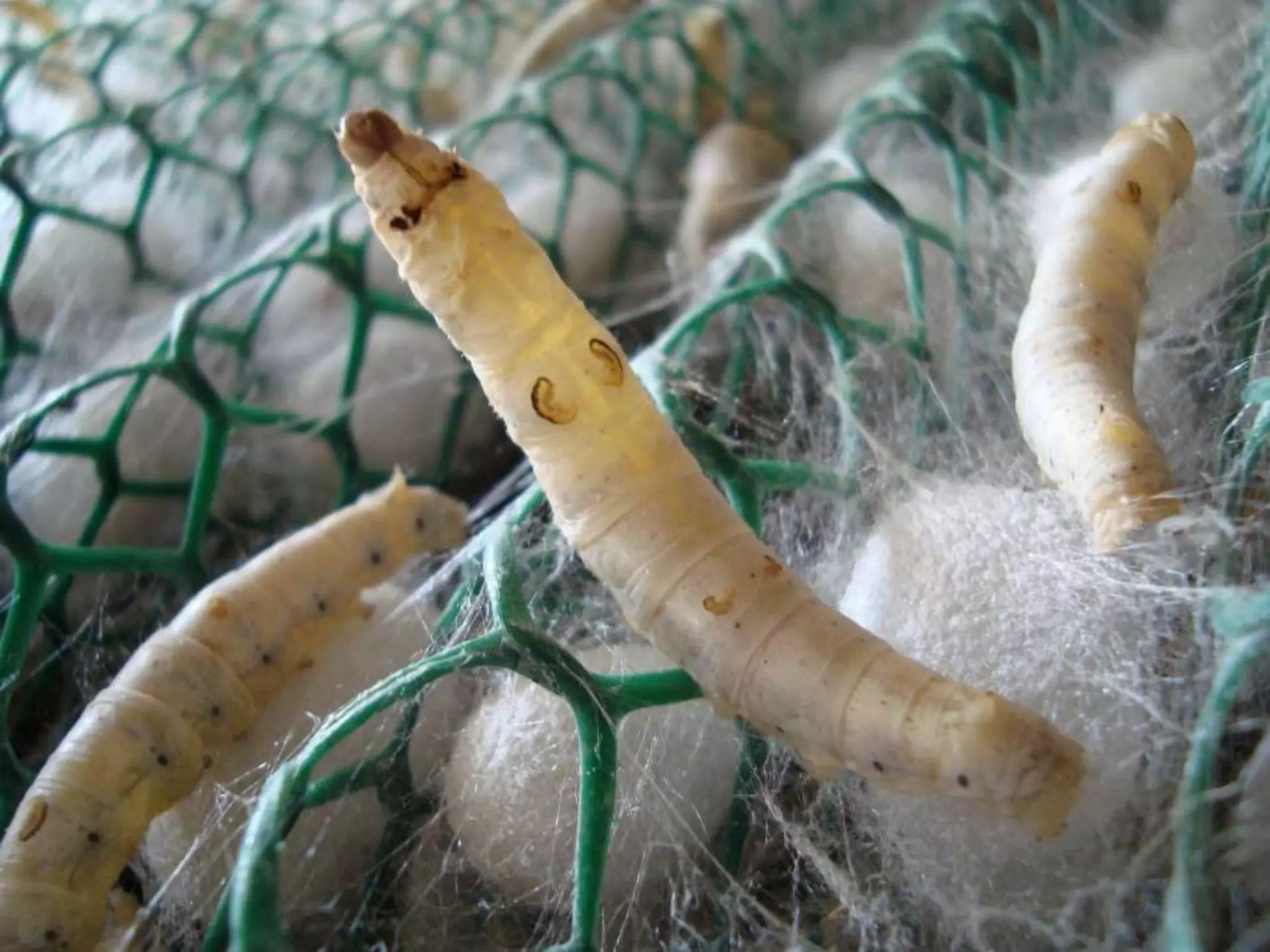 2 (a) chapter morphology and life cycle of silkworms species and their ...