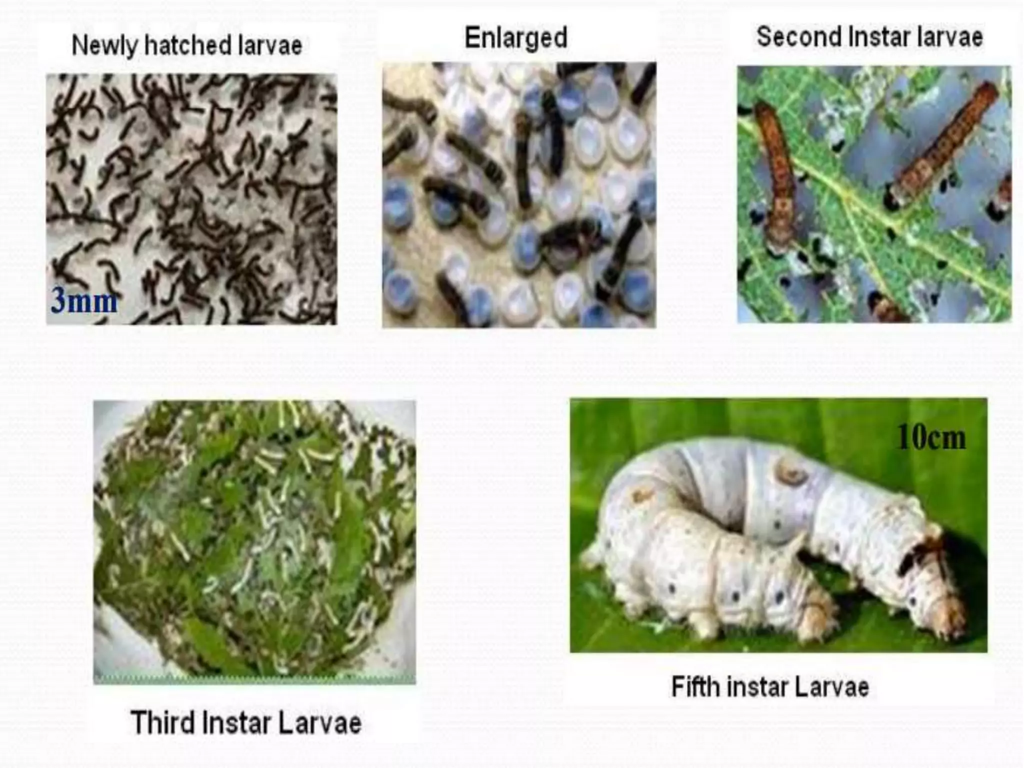 2 (a) chapter morphology and life cycle of silkworms species and their ...