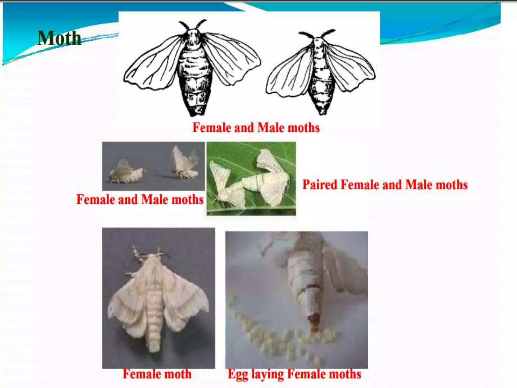 2 (a) chapter morphology and life cycle of silkworms species and their ...