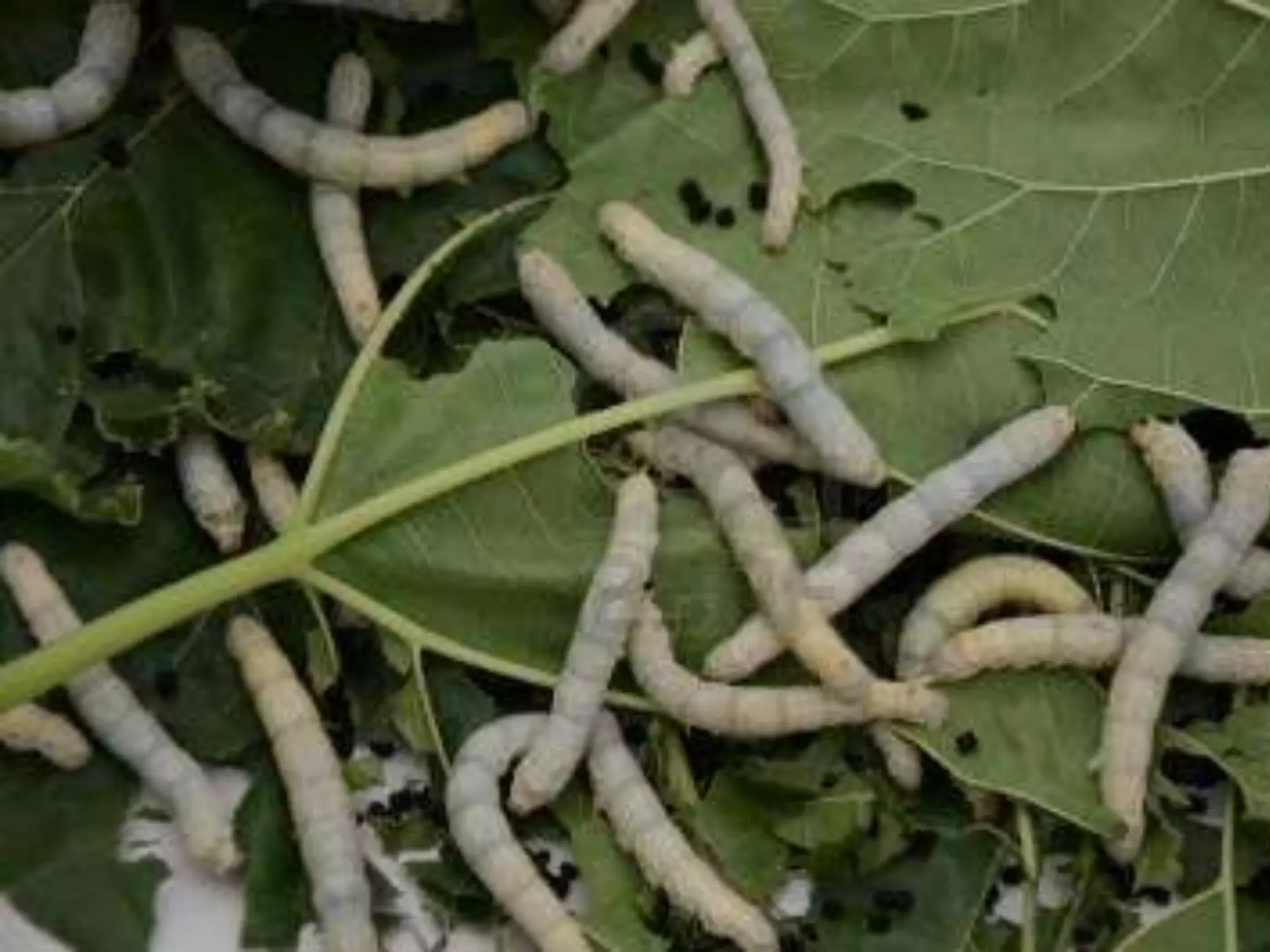 2 (a) chapter morphology and life cycle of silkworms species and their ...