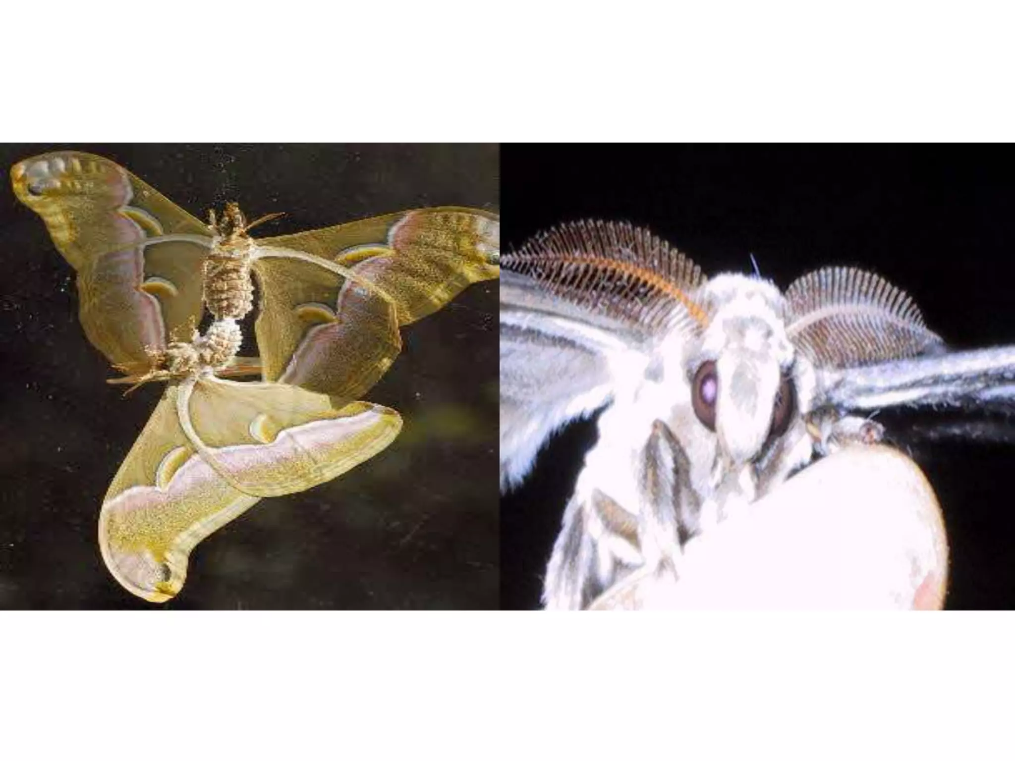 2 (a) chapter morphology and life cycle of silkworms species and their ...