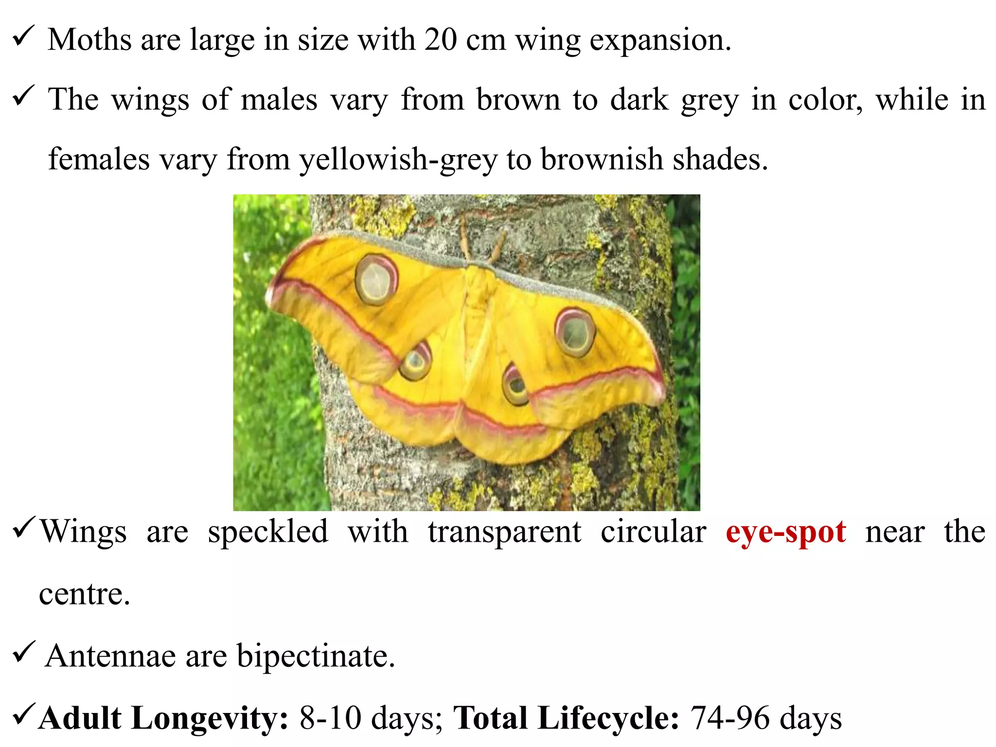 2 (a) chapter morphology and life cycle of silkworms species and their ...