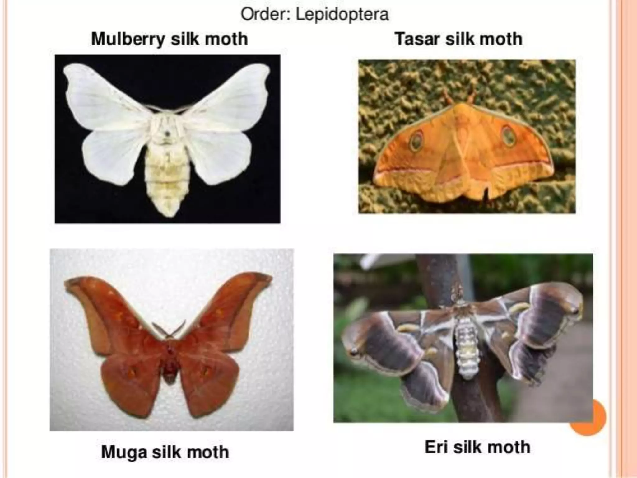 2 (a) chapter morphology and life cycle of silkworms species and their ...