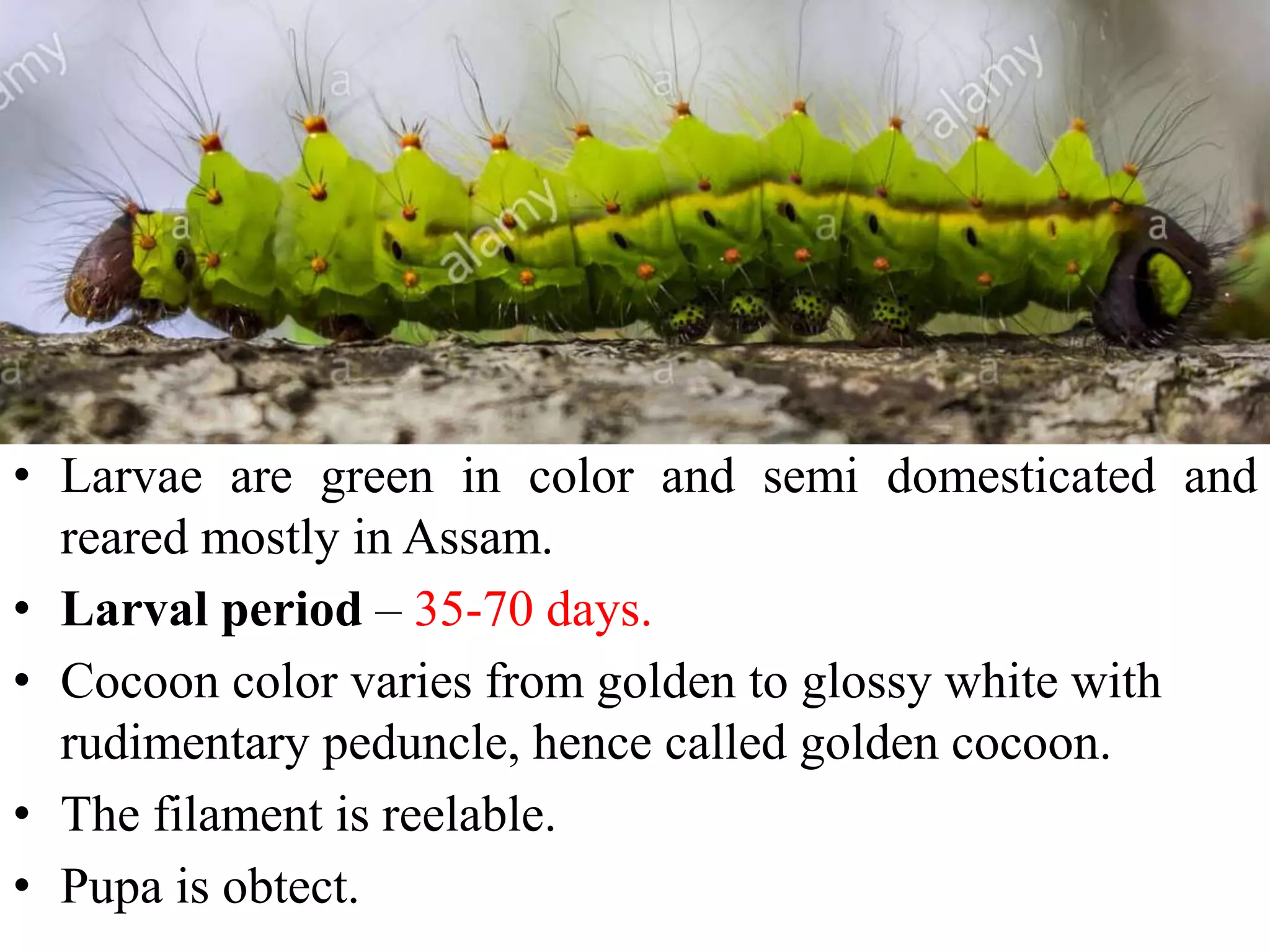 2 (a) chapter morphology and life cycle of silkworms species and their ...