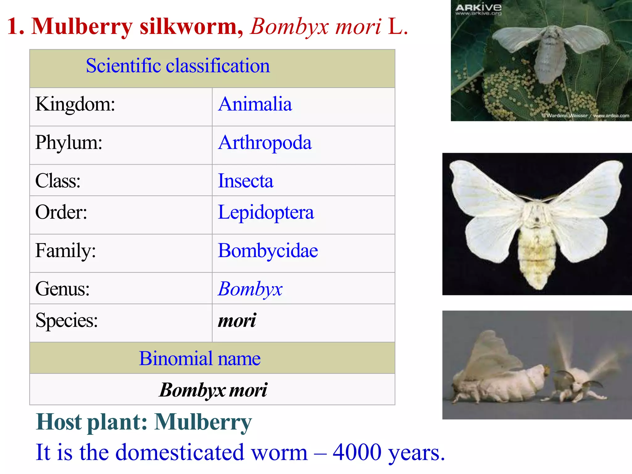 2 (a) chapter morphology and life cycle of silkworms species and their ...