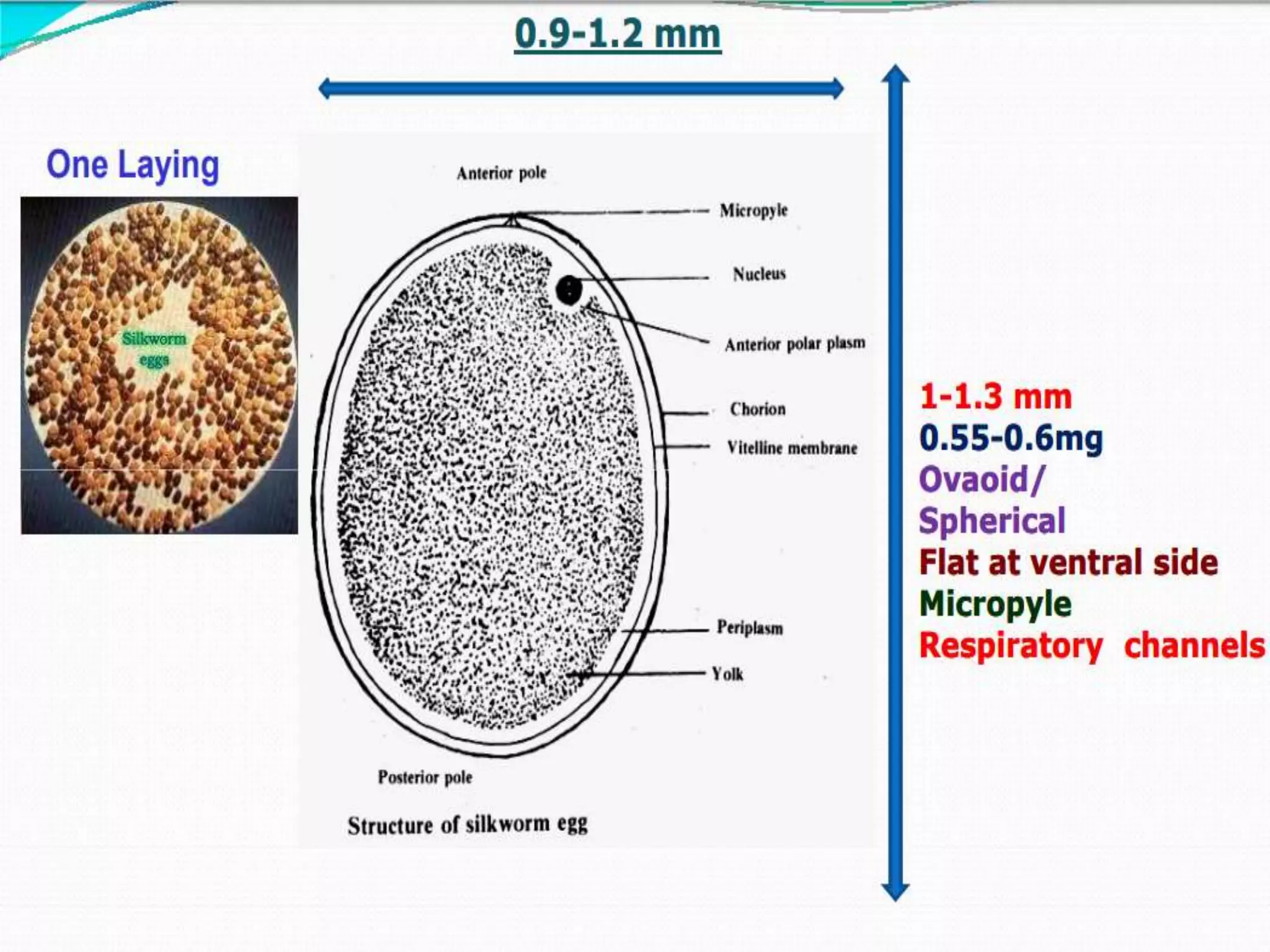2 (a) chapter morphology and life cycle of silkworms species and their ...