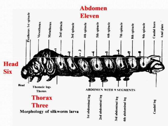 2 (a) chapter morphology and life cycle of silkworms species and their ...