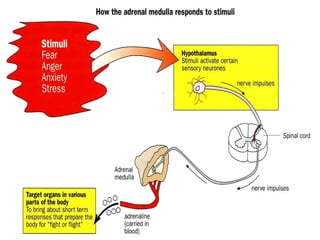 Chapter 15 Hormones Lesson 2 - Effects of Adrenaline and Table of ...