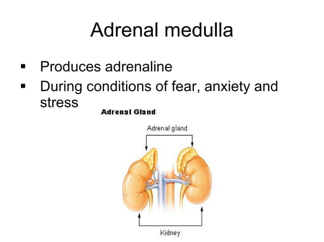 Chapter 15 Hormones Lesson 2 - Effects of Adrenaline and Table of ...
