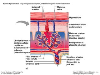2a embryonic development | PPT