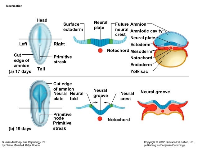 2a embryonic development
