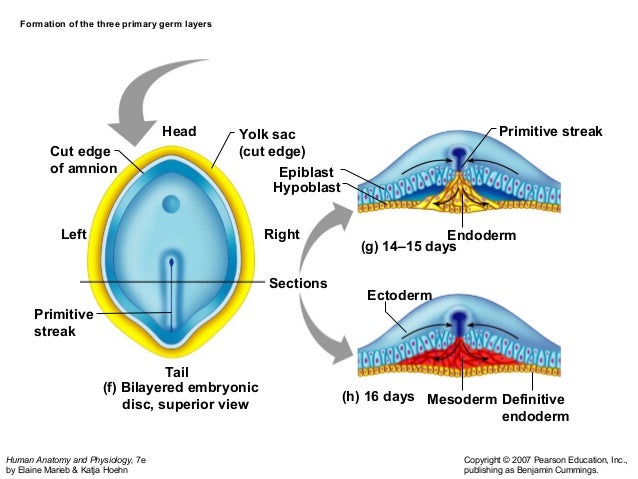 2a embryonic development