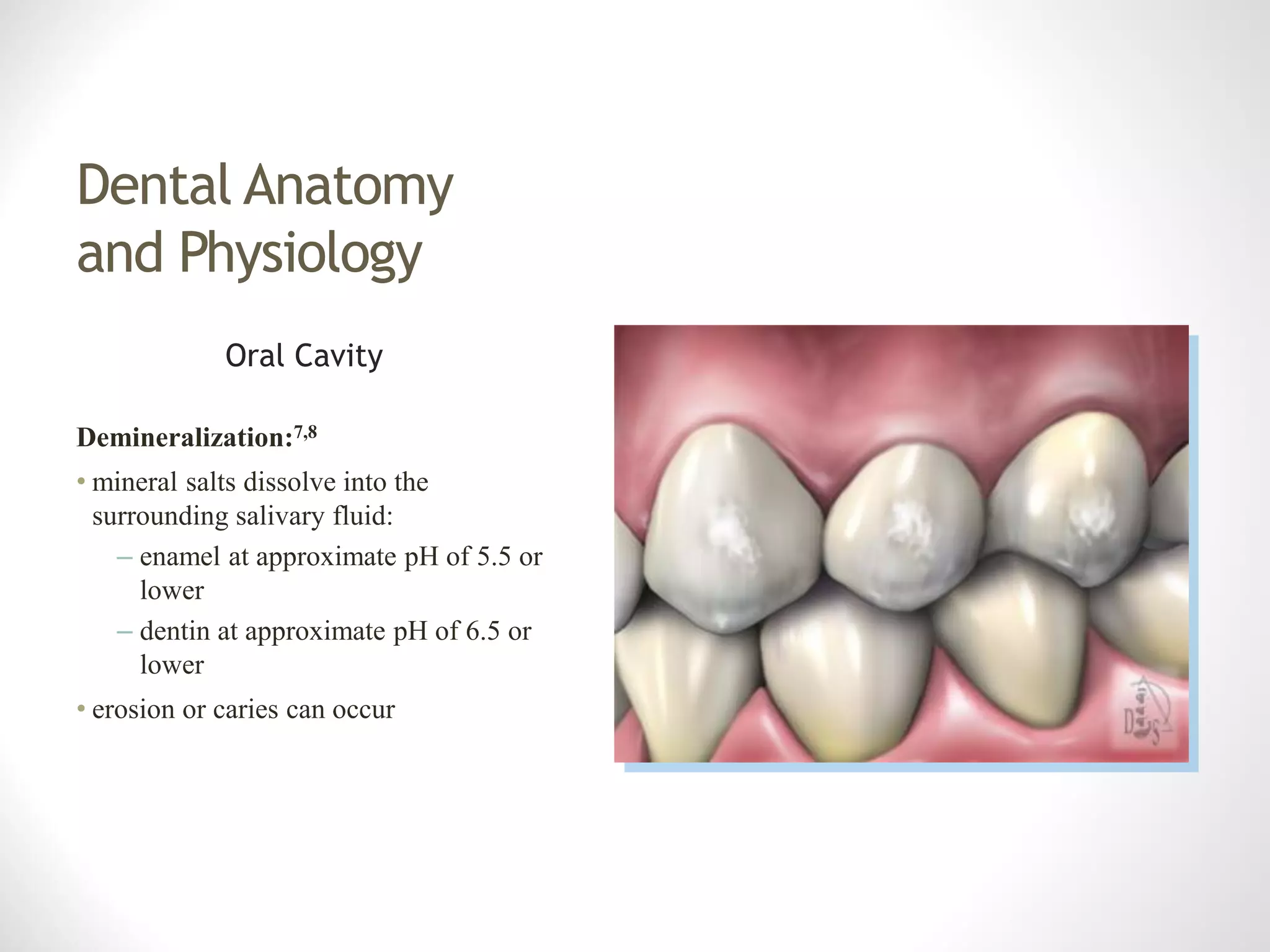 Anatomy of tooth | PDF