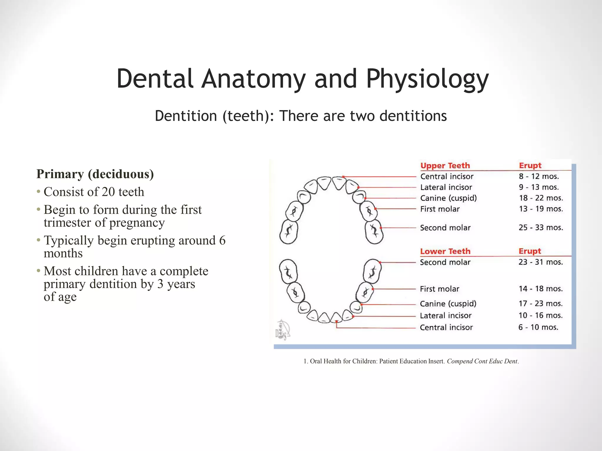 Anatomy of tooth | PDF | Dental Health | Diseases and Conditions