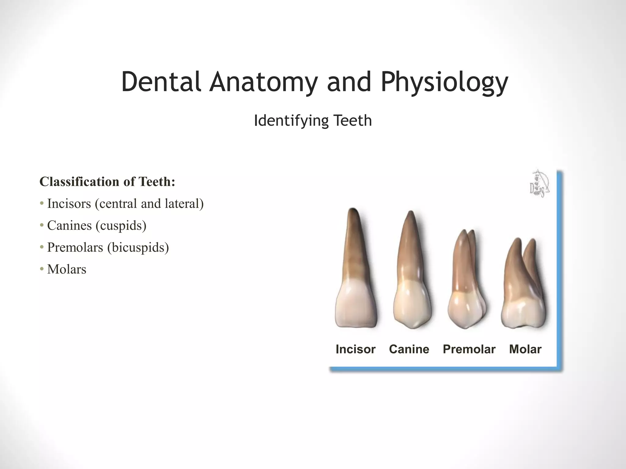 Anatomy of tooth | PDF | Dental Health | Diseases and Conditions