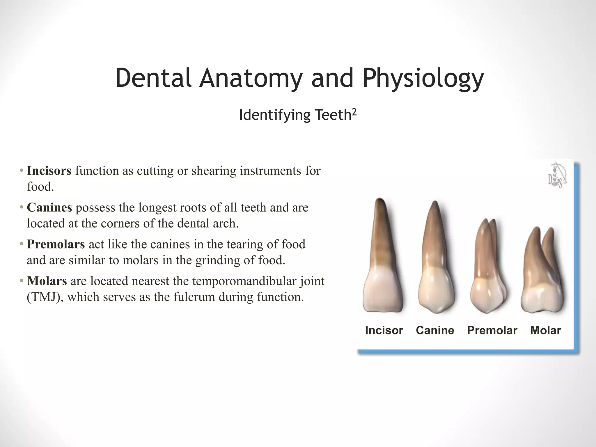 Anatomy of tooth | PDF