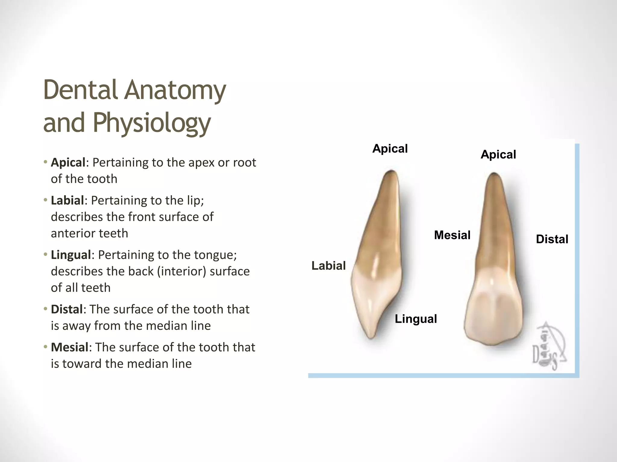 Anatomy of tooth | PDF | Dental Health | Diseases and Conditions