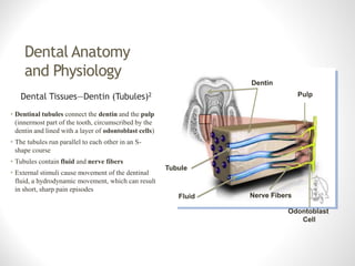 Anatomy of tooth | PDF