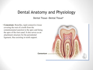 Anatomy of tooth | PDF