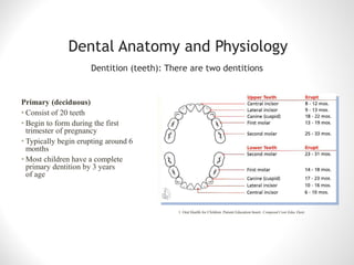 Anatomy of tooth | PDF