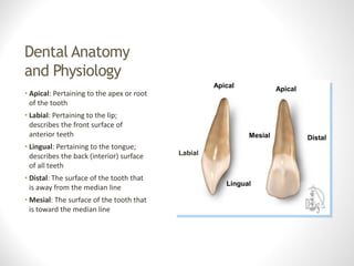 Anatomy of tooth | PDF | Dental Health | Diseases and Conditions