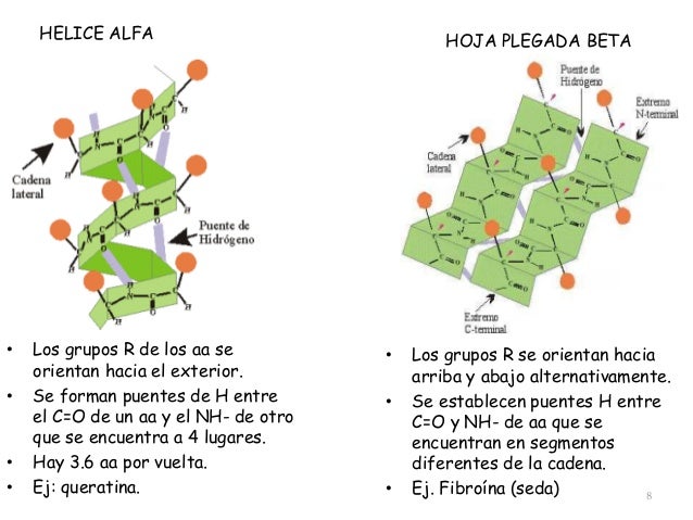 2 aminoácidos y proteínas