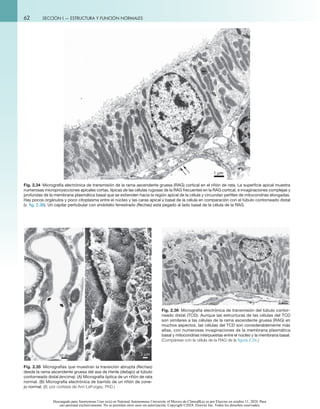 Anatomía del riñon, Segundo capítulo. El riñón | PDF