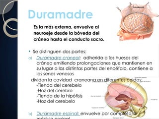 hauwnjjjjn2_Anatomía y fisiología SN.pptx