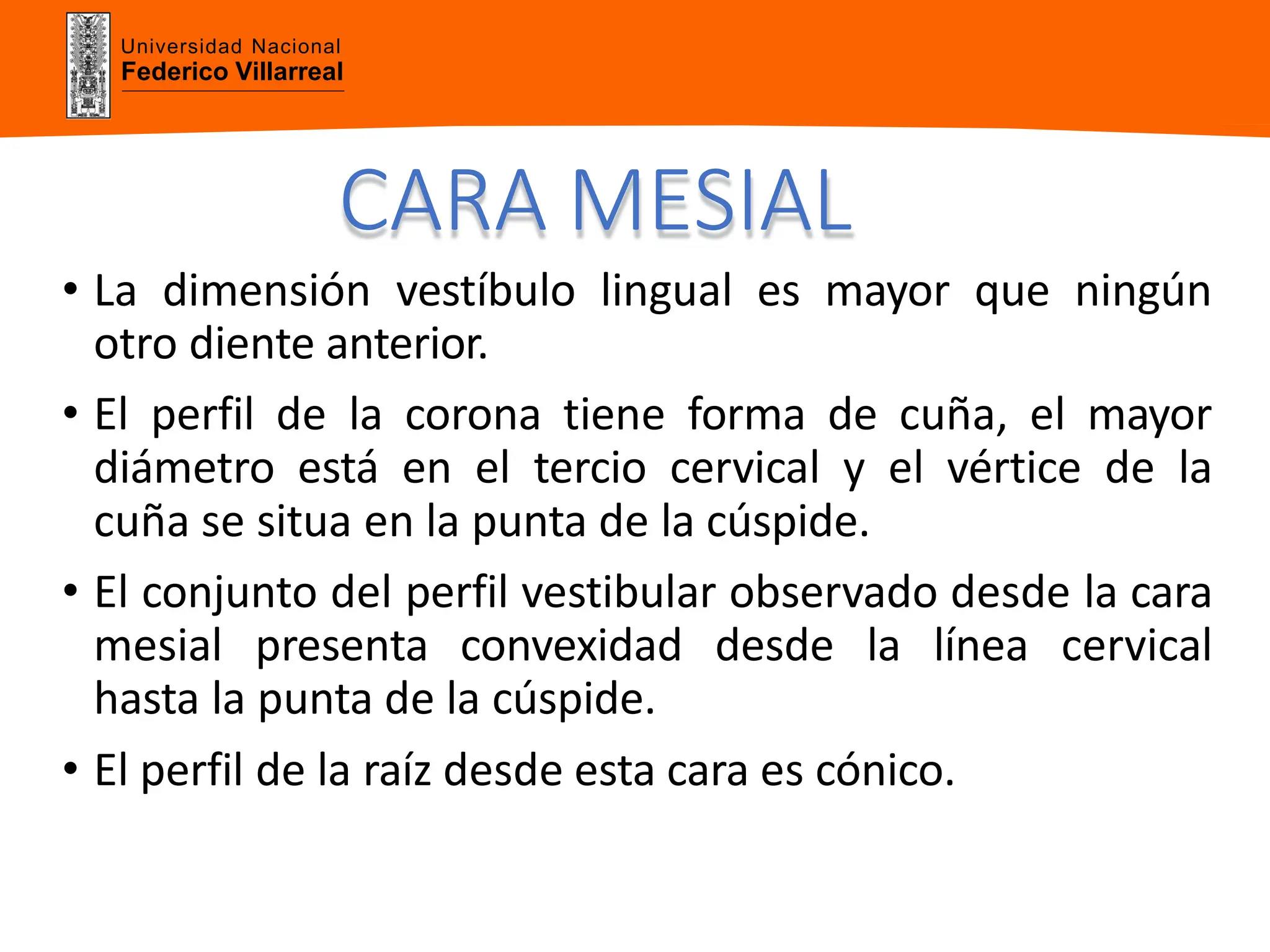 2 ANATOMIA-DENTAL-SECTOR-ANTERO-SUPERIOR nivelacion .pdf