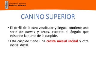 2 ANATOMIA-DENTAL-SECTOR-ANTERO-SUPERIOR nivelacion .pdf