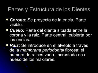 2 anatomia de los dientes | PPT