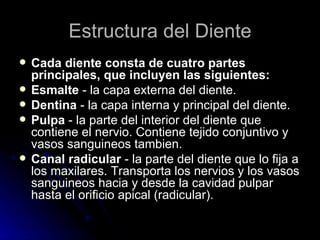 2 anatomia de los dientes | PPT