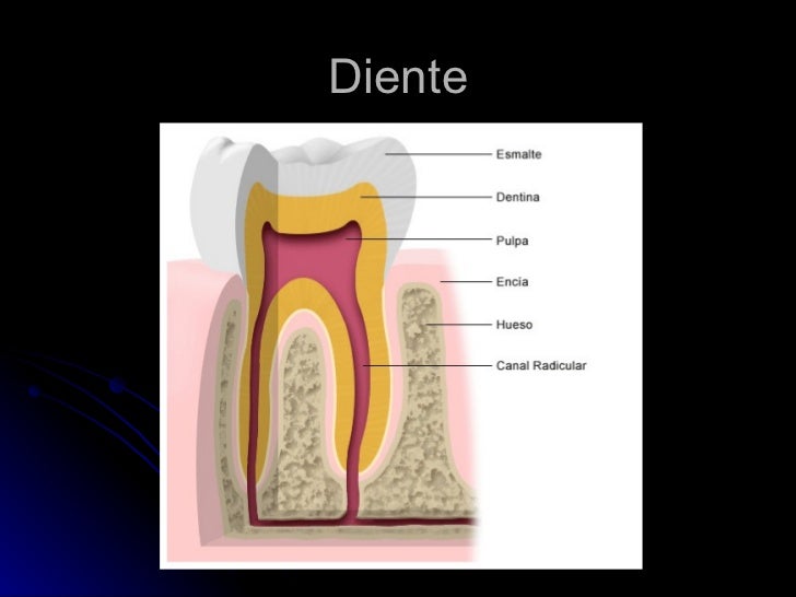 2 anatomia de los dientes