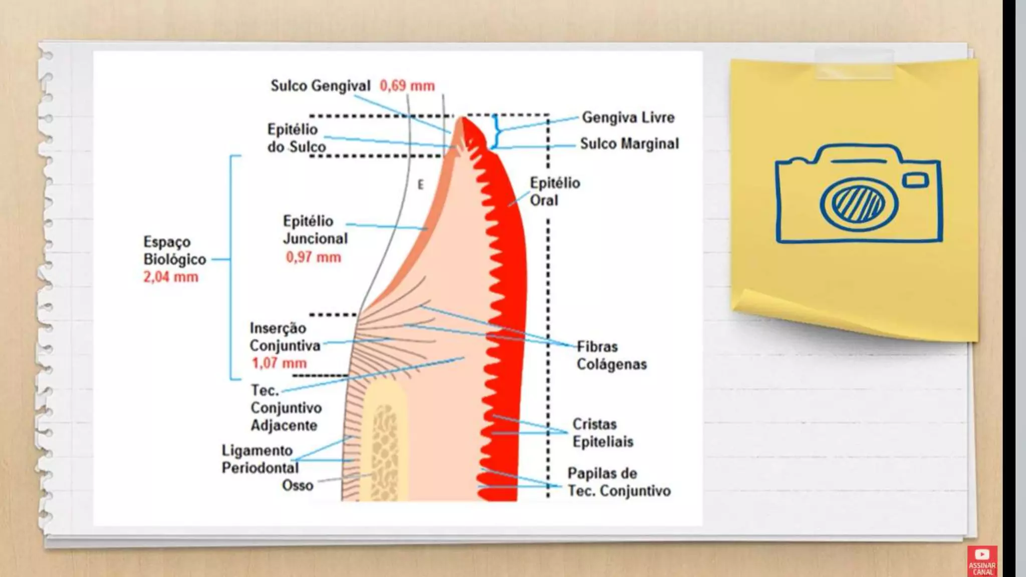 2 ANATOMIA E HISTOLOGIA DO PERIODONTO.pptx