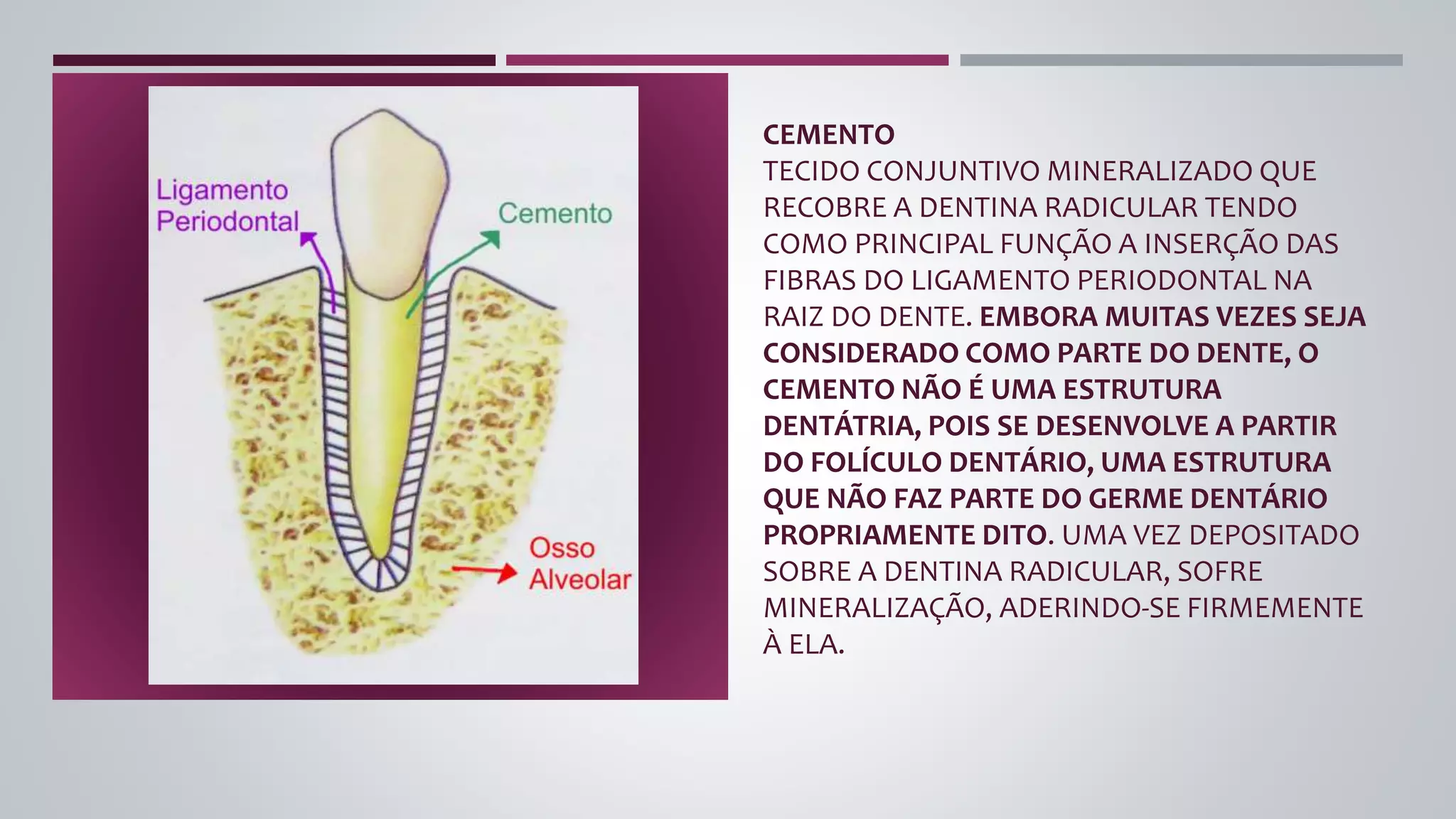2 ANATOMIA E HISTOLOGIA DO PERIODONTO.pptx | Dental Health | Diseases ...