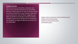 2 ANATOMIA E HISTOLOGIA DO PERIODONTO.pptx | Dental Health | Diseases ...