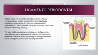 2 ANATOMIA E HISTOLOGIA DO PERIODONTO.pptx