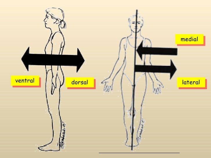 2° anatomia generalidades