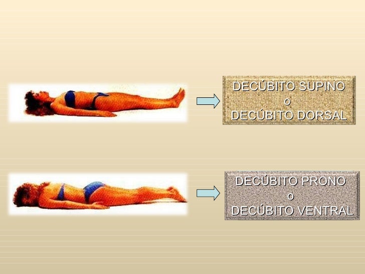 2° anatomia generalidades