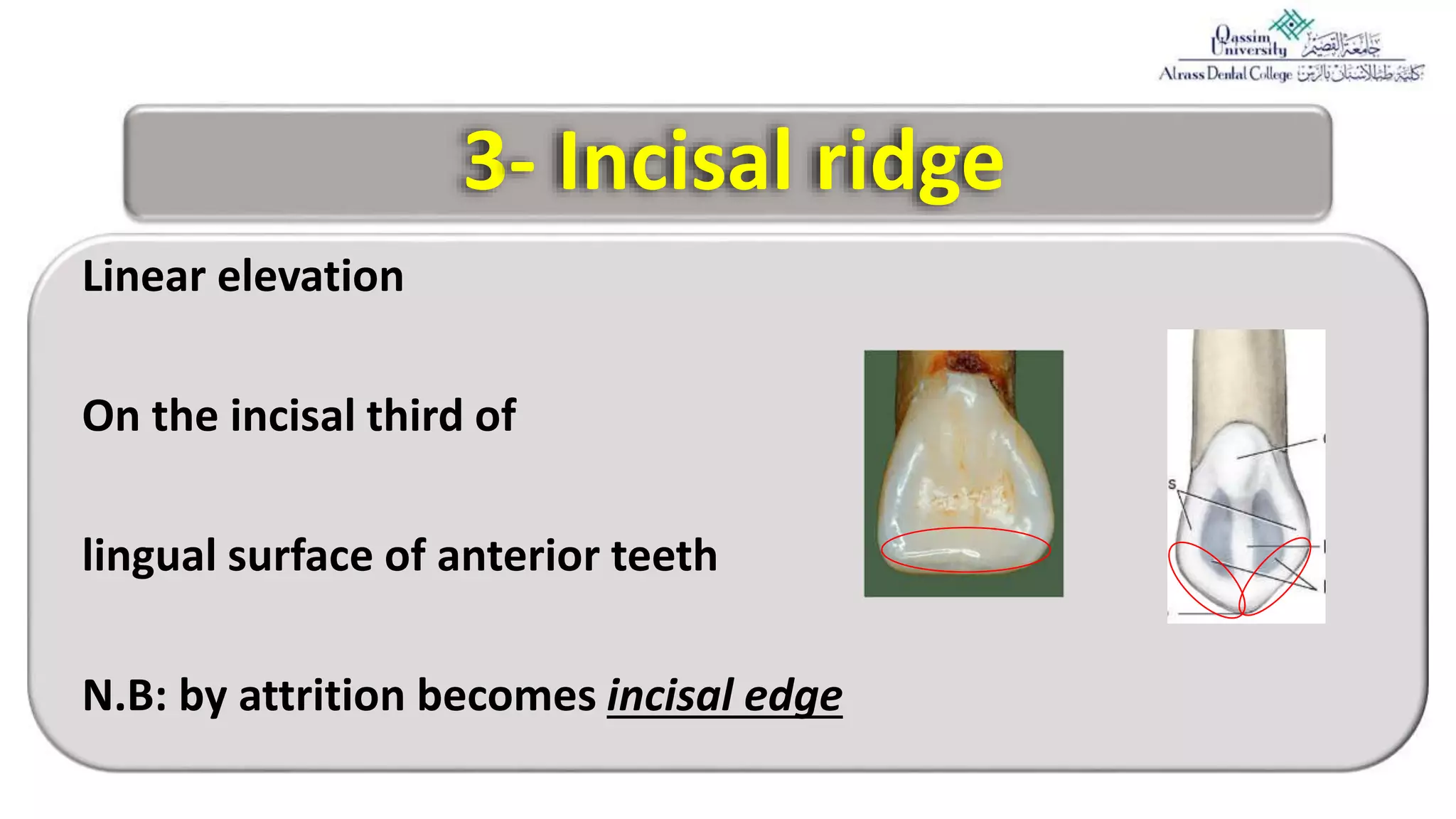 2= Anatomical landmarks and dental tissues.pptx