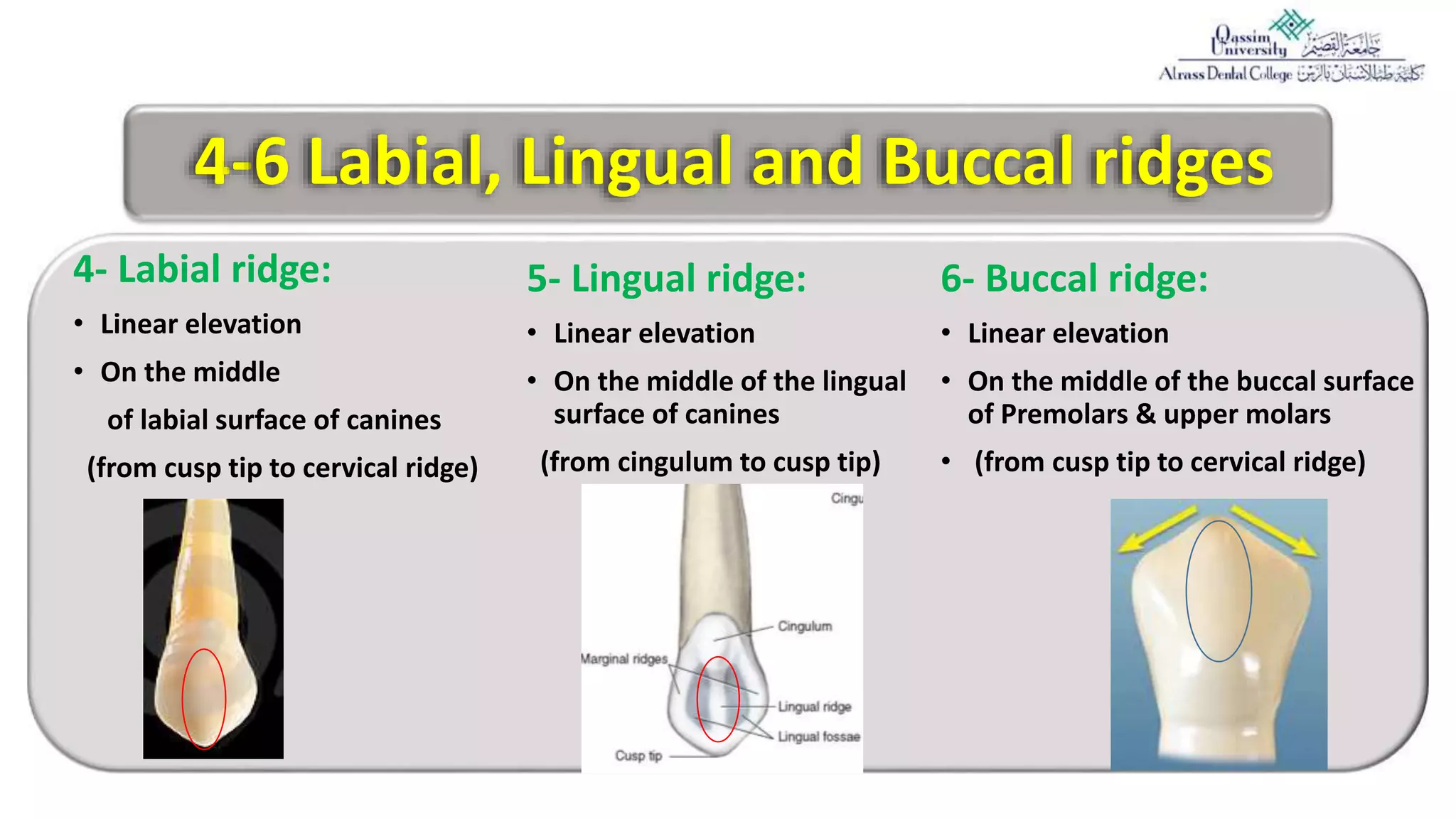 2= Anatomical landmarks and dental tissues.pptx