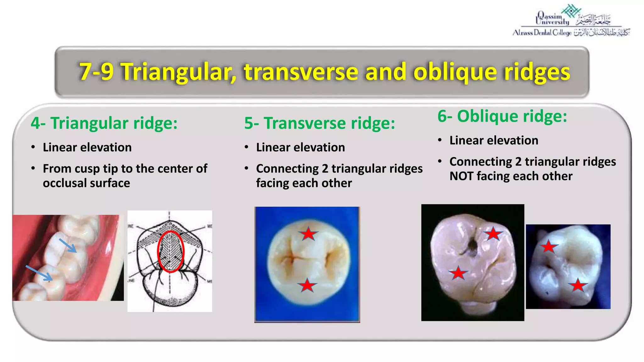 2= Anatomical landmarks and dental tissues.pptx