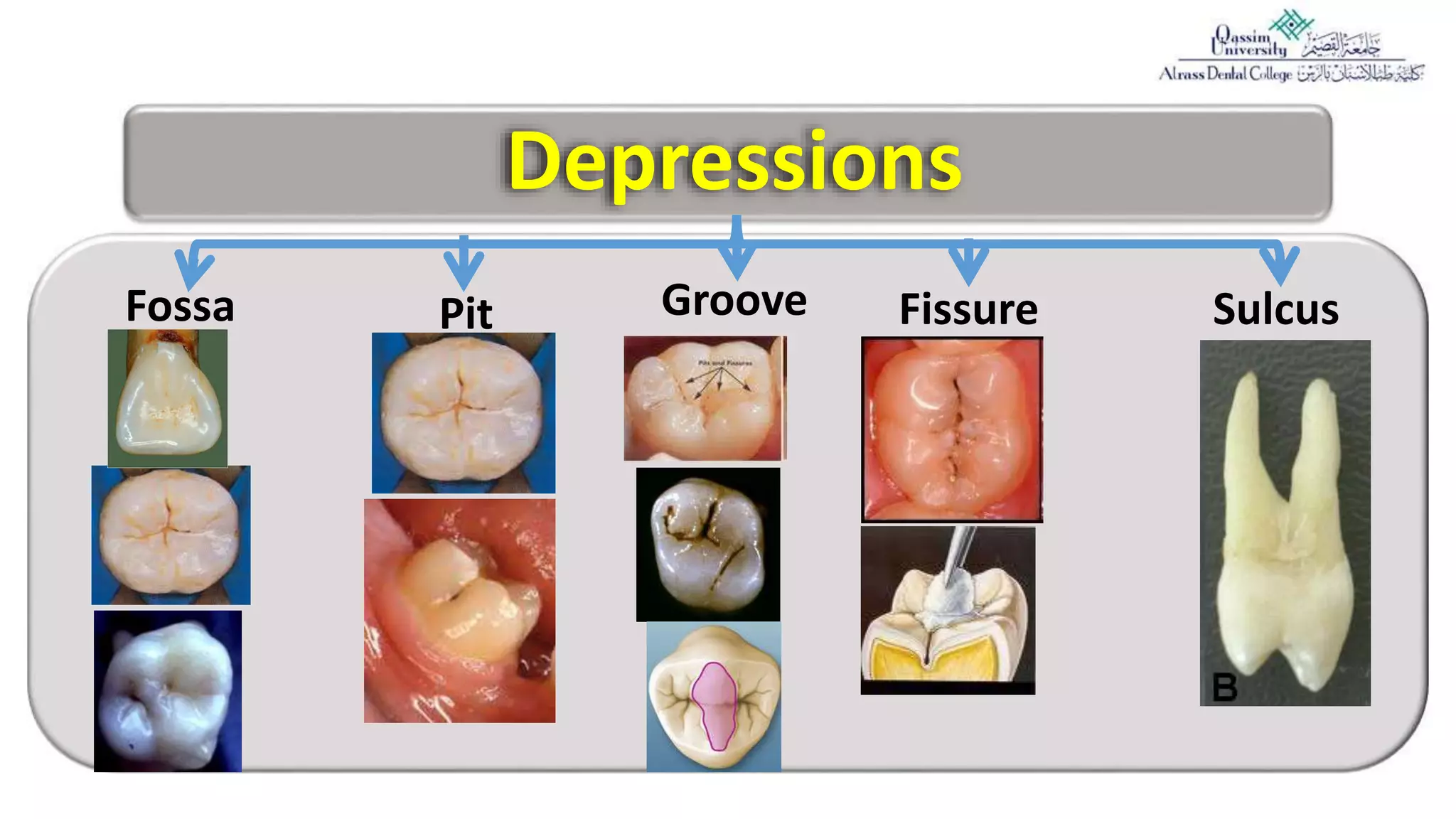 2= Anatomical landmarks and dental tissues.pptx